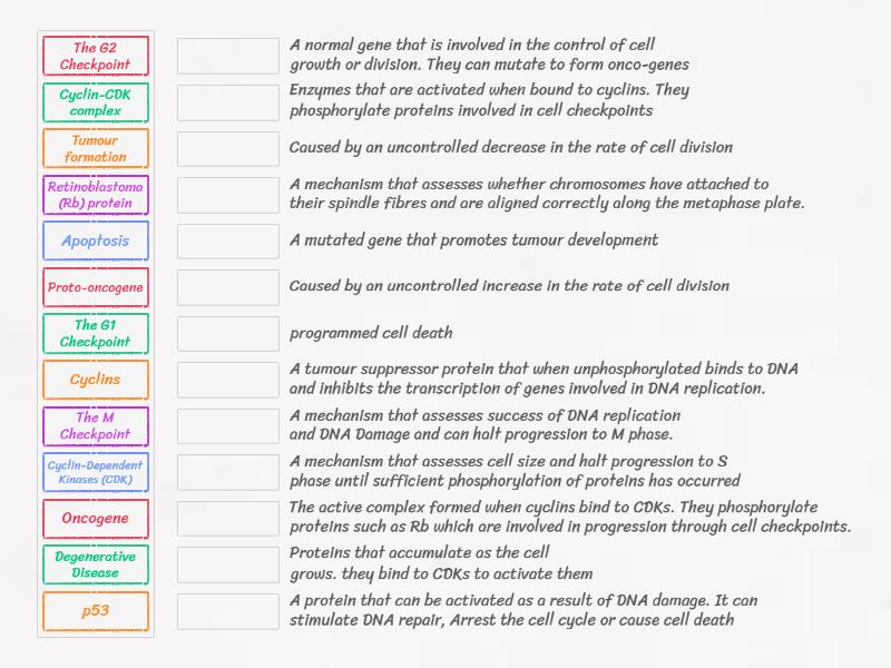 Braes AH Biology Unit 1.5(c) Cell Cycle Checkpoint Key Terms - Match up