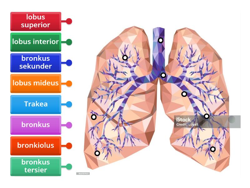 Membuat Soal tentang Bronkus - Labelled diagram