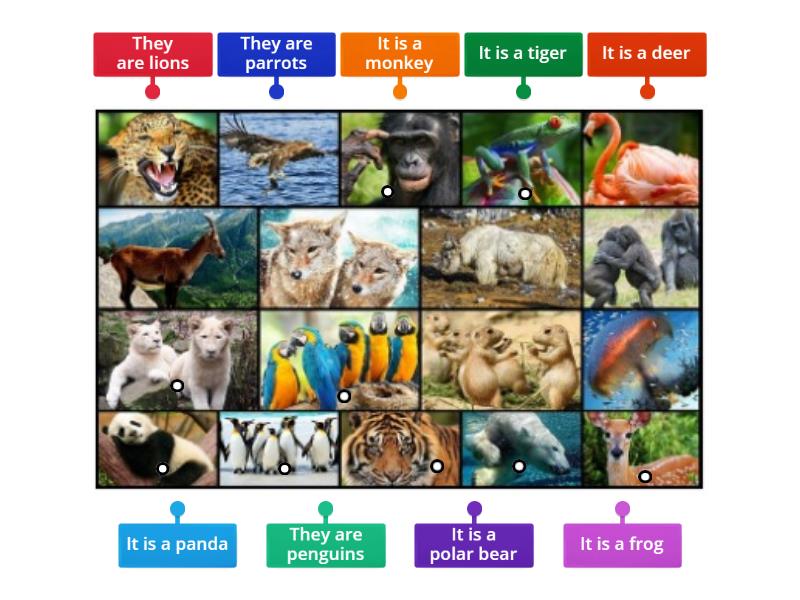 P2 Unit 4 Wild Animals (Sentence Structure) - Labelled diagram