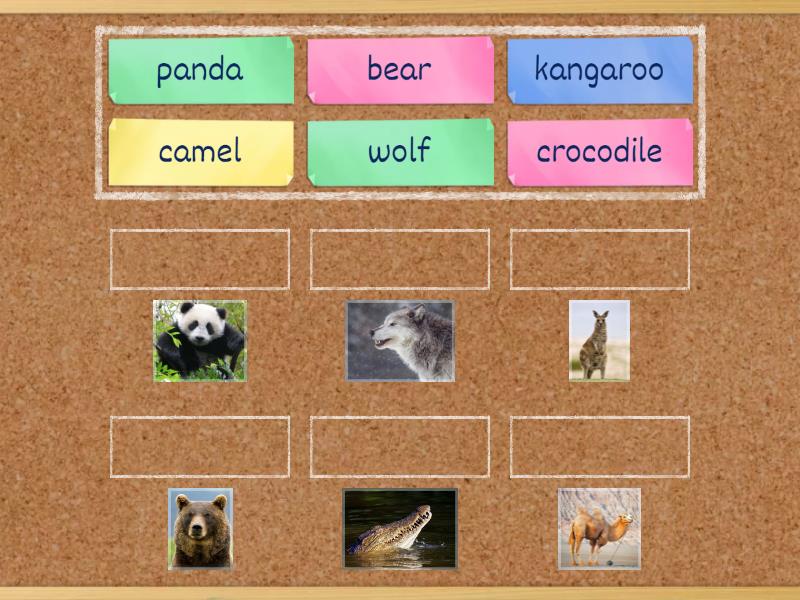 AS2 U1 Animals - Match up
