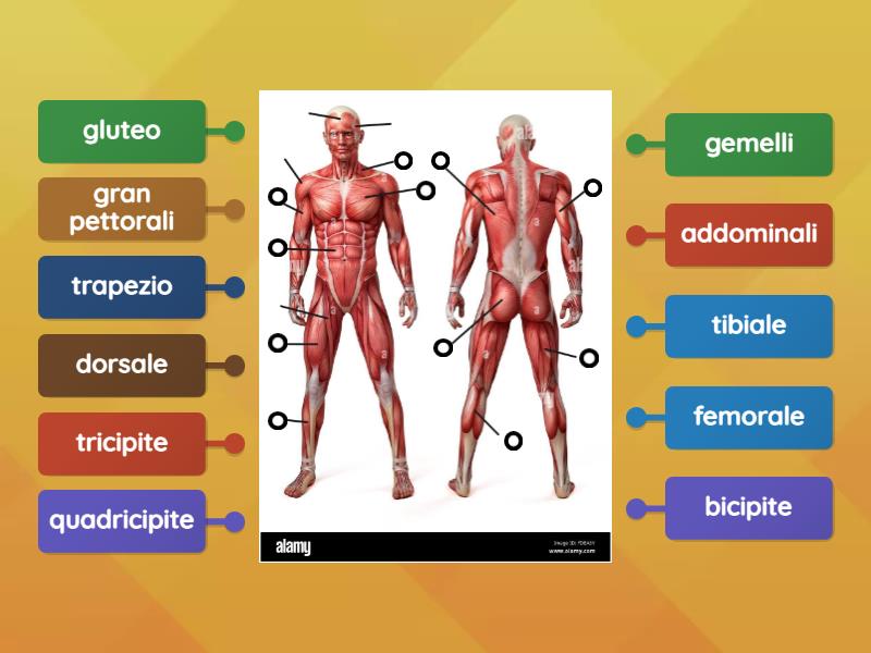 Sistema muscolare - Labelled diagram