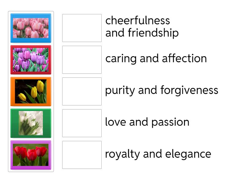Match tulips' colours with their meaning - Match up