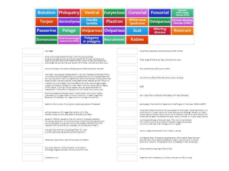 Wildlife Vocabulary O-Z - Match up