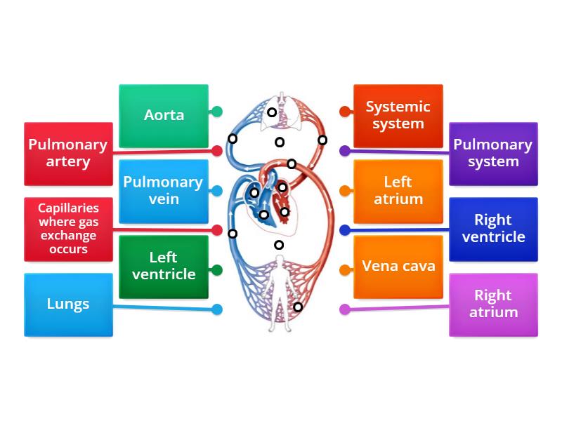 Label the double circulatory system - Labelled diagram