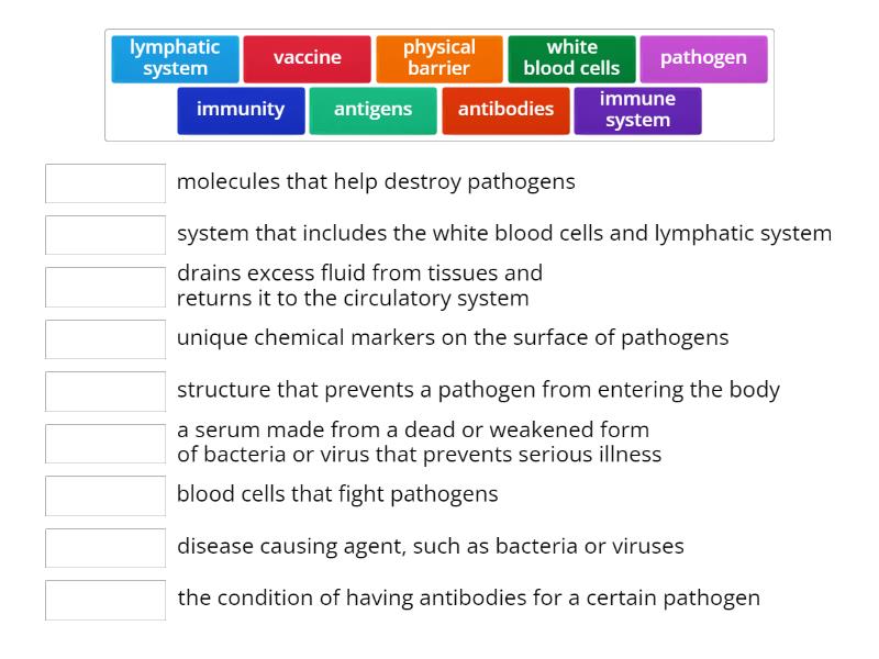 Immune System Vocabulary - Match up