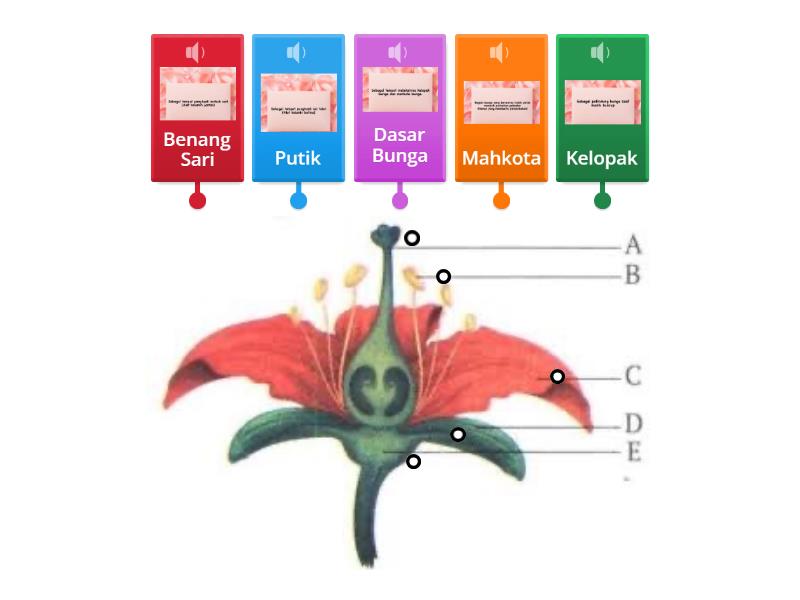 Mengenal bagian-bagian Bunga - Diagram berlabel