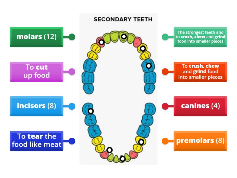 Types of teeth and their functions - Labelled diagram
