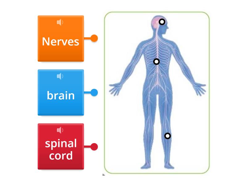 grade 4 nervous system - Labelled diagram