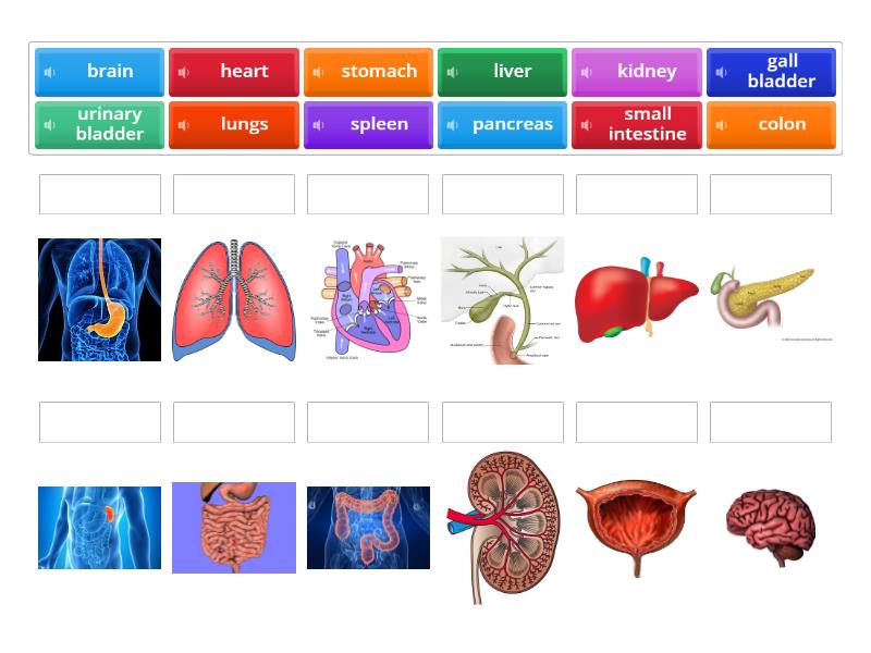 Internal organs - Match up