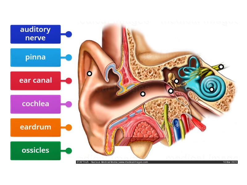Parts of the Ear - Labelled diagram