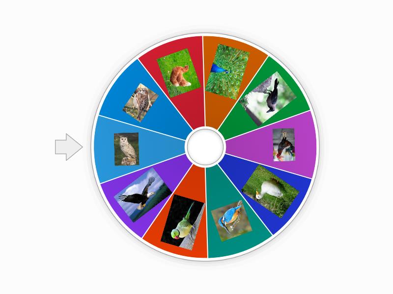 Birds - Spin the wheel