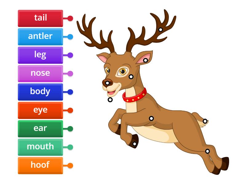 deer body parts - Labelled diagram