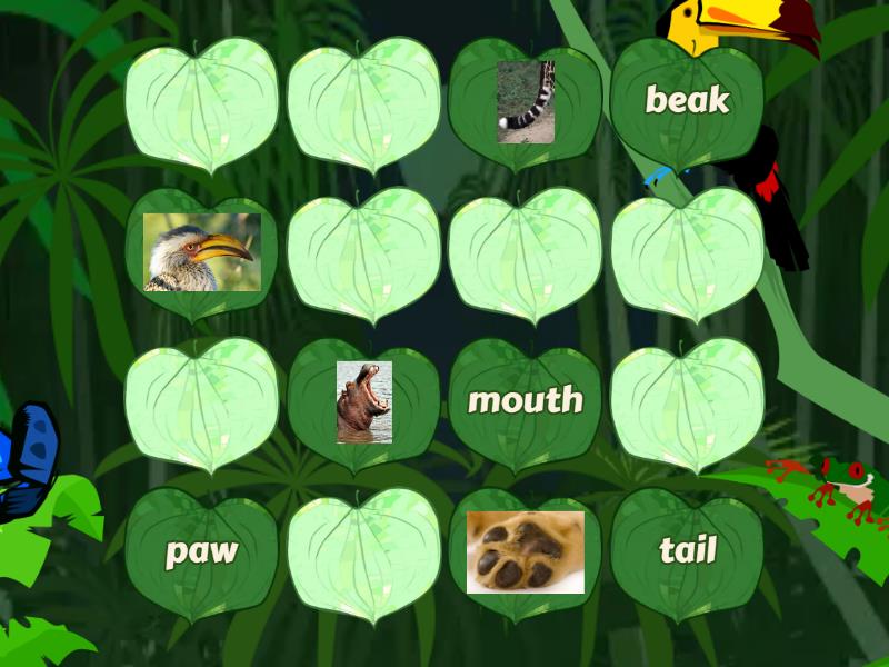 B5 L5 Vocabulary Animal Body Parts - Matching pairs