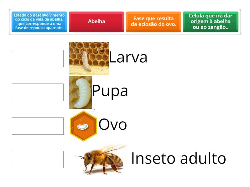 Ciclo de vida das Abelhas - Associação