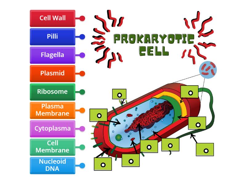 Prokaryotic Cell Diagram - Labelled diagram