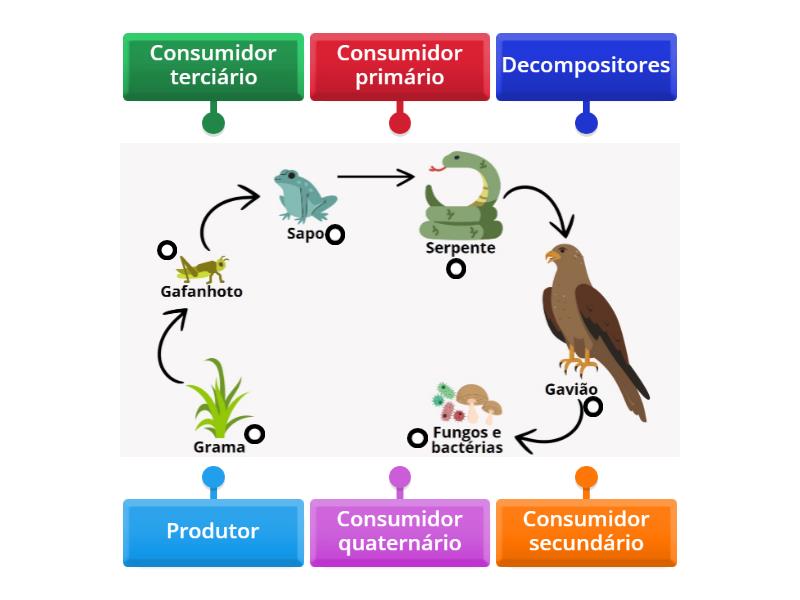 Cadeia Alimentar Labelled Diagram