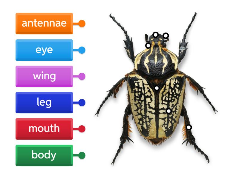 Insect - Labelled diagram