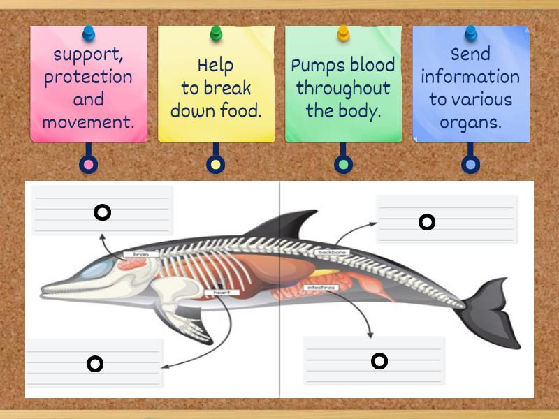Describe how each structure helps the animal survive - Labelled diagram