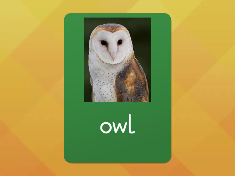 Lesson 7 Animals at Night - Flash cards