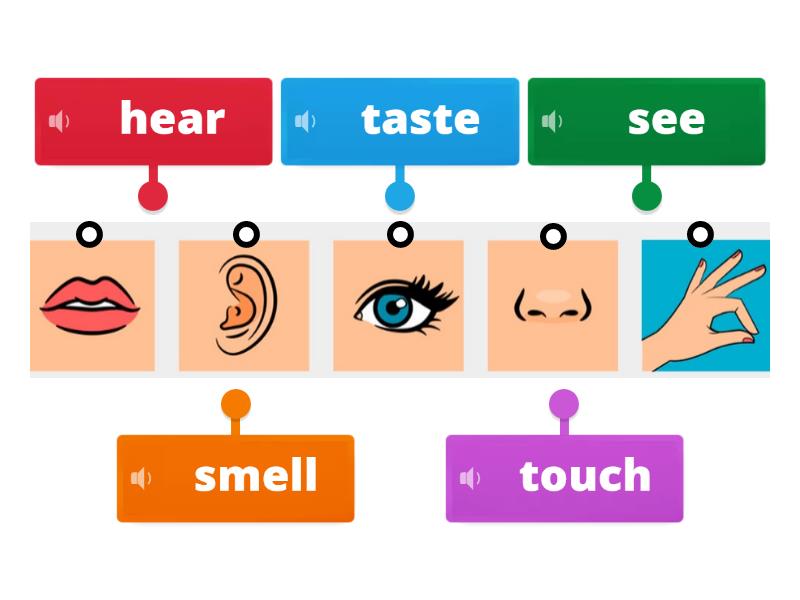 5 Senses with audio - Labelled diagram