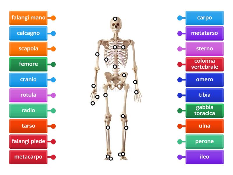 ossa corpo umano - Labelled diagram