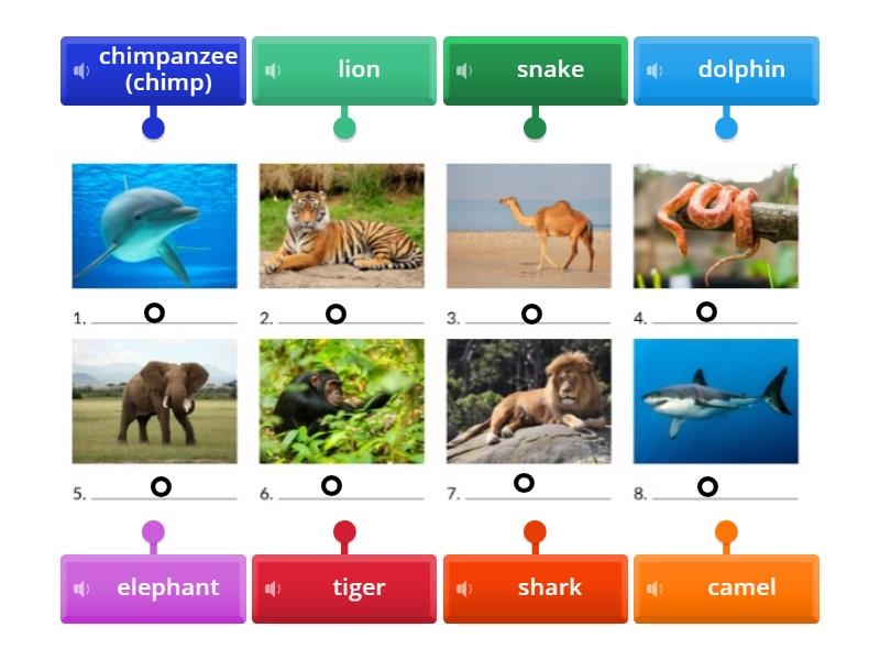 animals - Labelled diagram