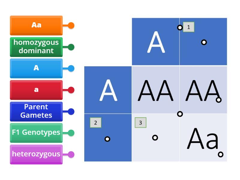 Monohybrid Cross Label Labelled Diagram