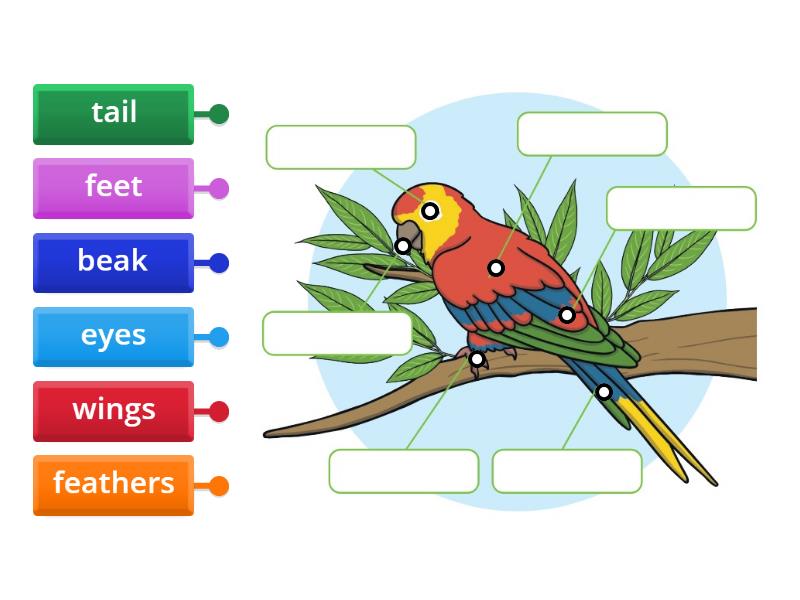 PARROT's parts - Labelled diagram
