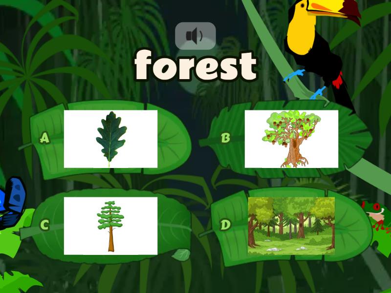 In the forest - Quiz