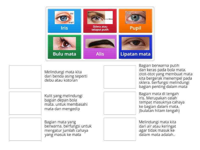 Bagian Mata dan Fungsinya Part 1 - Une las parejas