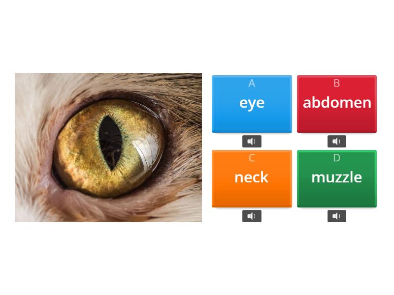 Basic anatomy - - Quiz