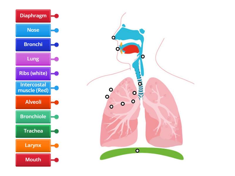 respiratory system label igcse - Labelled diagram