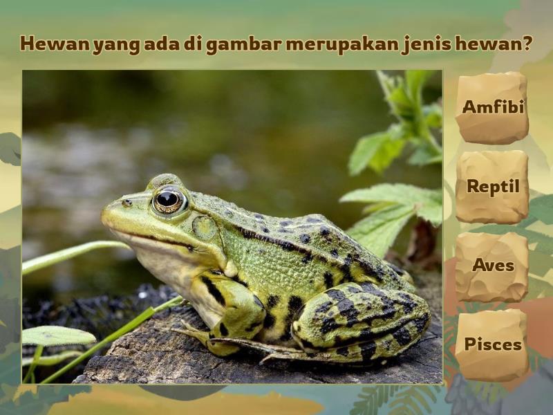 Mari Mengenal Hewan di Sekitar Kita! - اختبار تنافسي