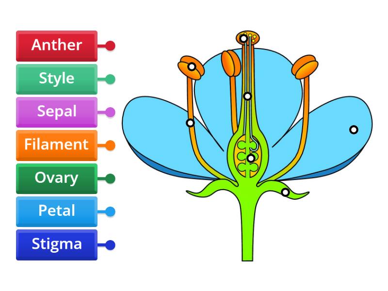P.4 Structure of the Flower - Labelled diagram