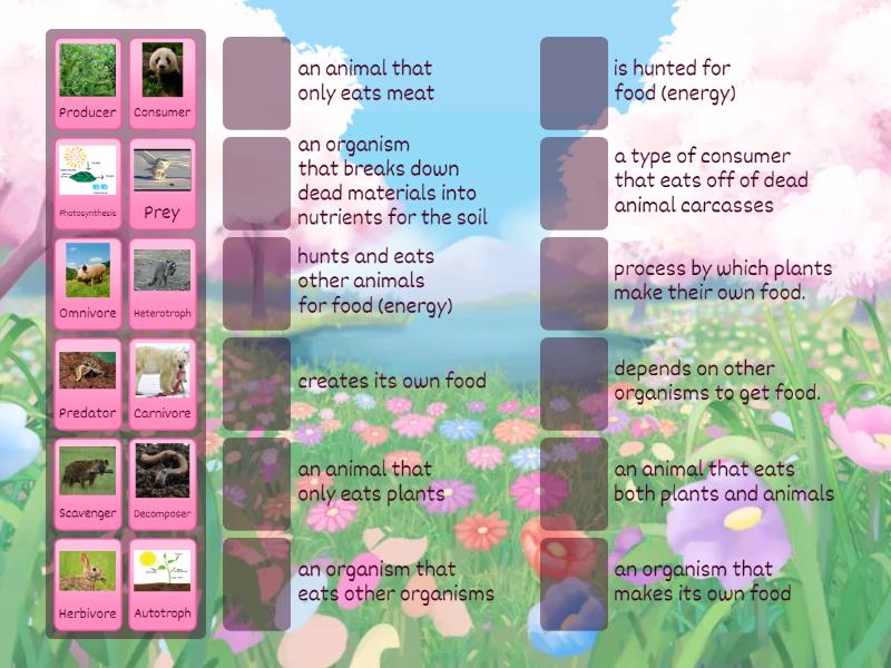Energy Transfer in Ecosystems Vocabulary - Match up