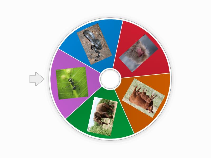 animal 1 - Spin the wheel