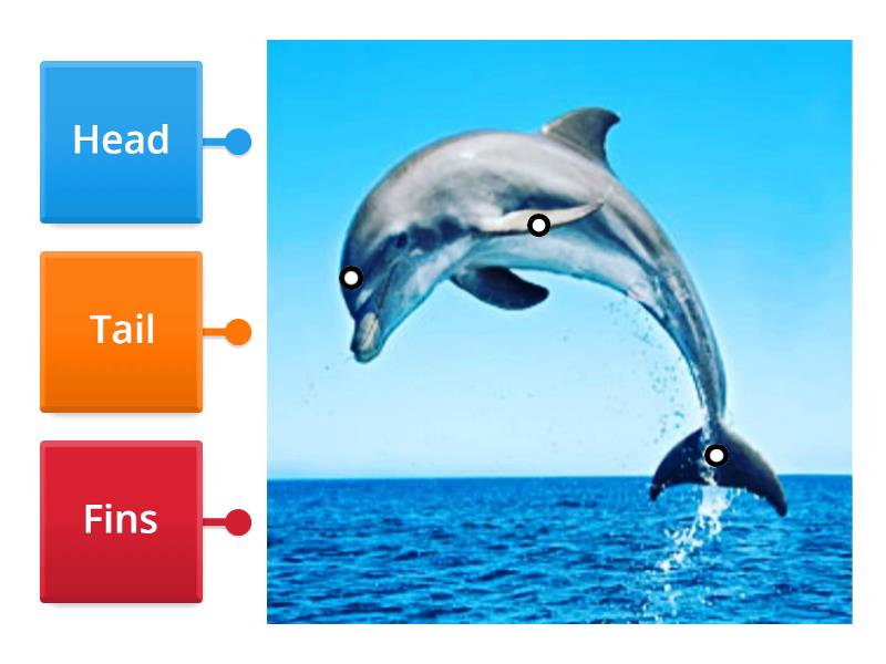Parts of a dolphin - Labelled diagram