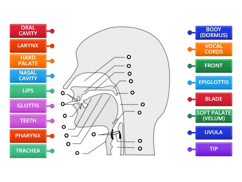 The vocal tract - Labelled diagram
