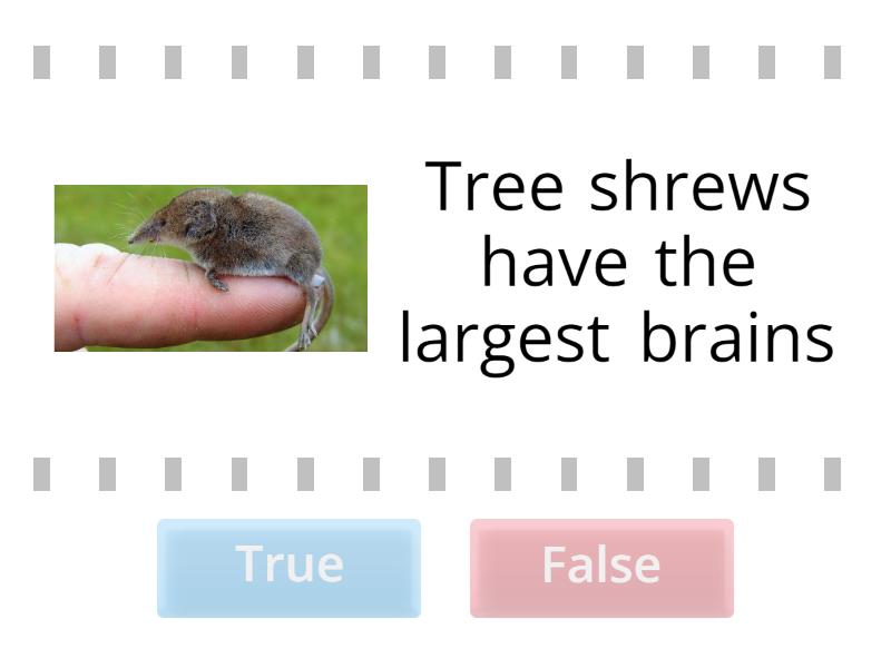 Brain evolution - True or false