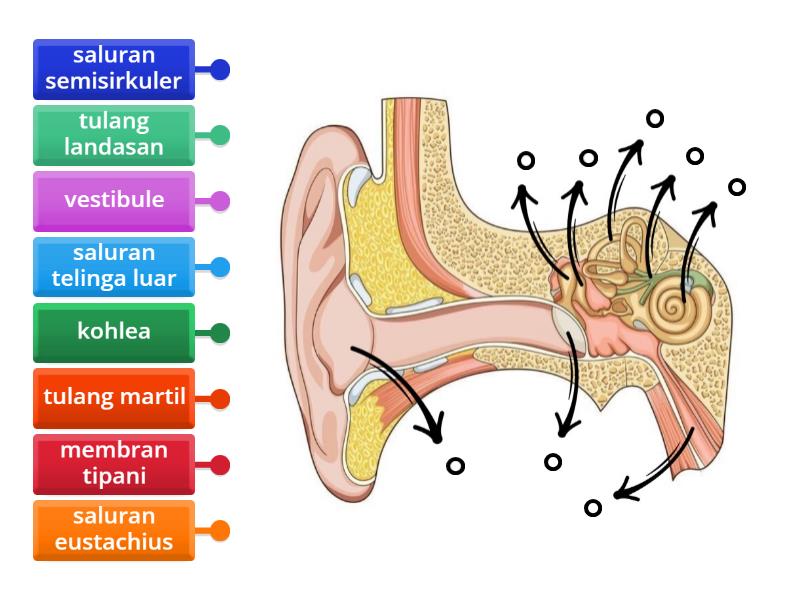 Struktur Telinga Manusia - Labelled diagram
