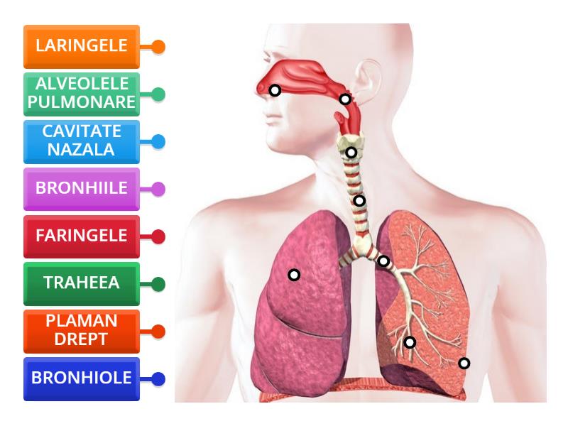 Anatomia sistemului respirator - Labelled diagram