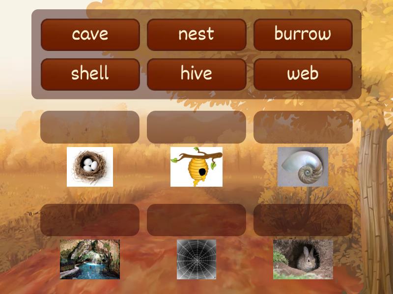 Animals and their homes - Match up