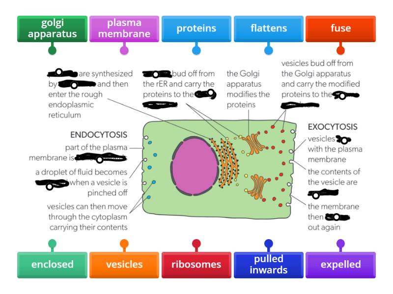 Endocytosis and Exocytosis - Labelled diagram