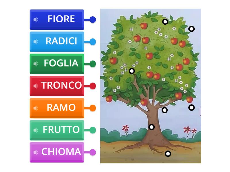 Le parti della pianta - Labelled diagram