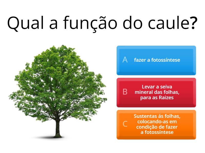 Raizes e caule - Cuestionario