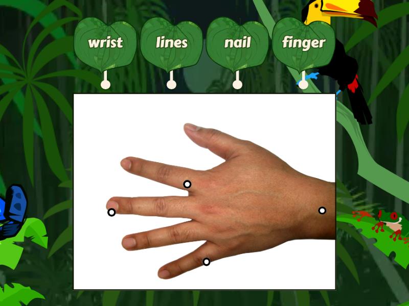 Label parts of a hand - Labelled diagram