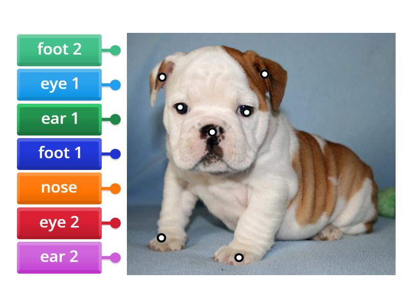 dog parts - Labelled diagram