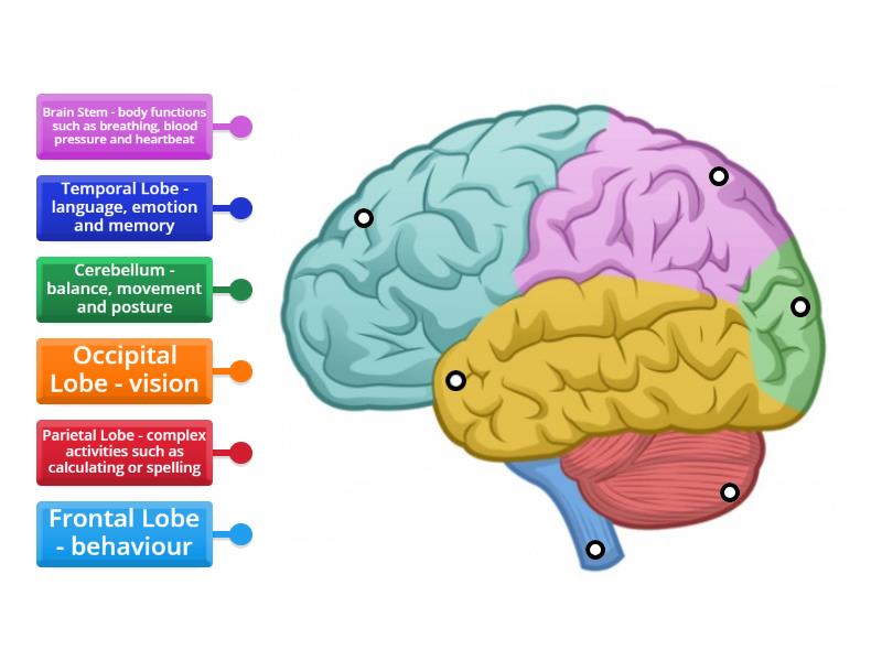 KS4 Parts of the brain - Labelled diagram