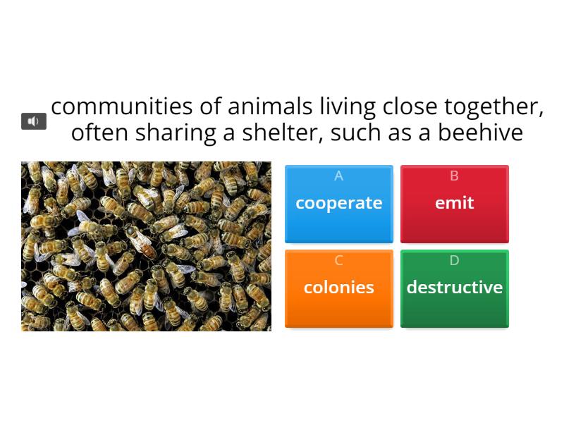Kn. 7 Insects Lessons 4-5-6 Game - Quiz