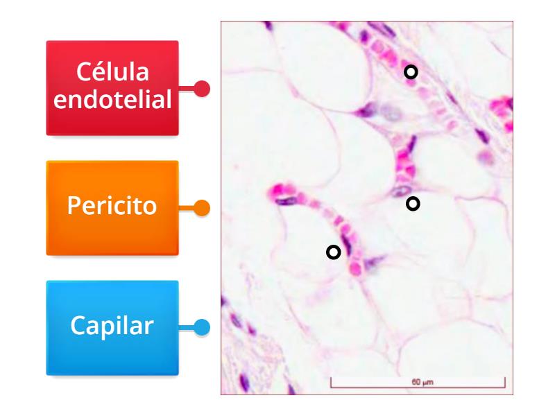 Pericitos y células endoteliales 1 - Labelled diagram